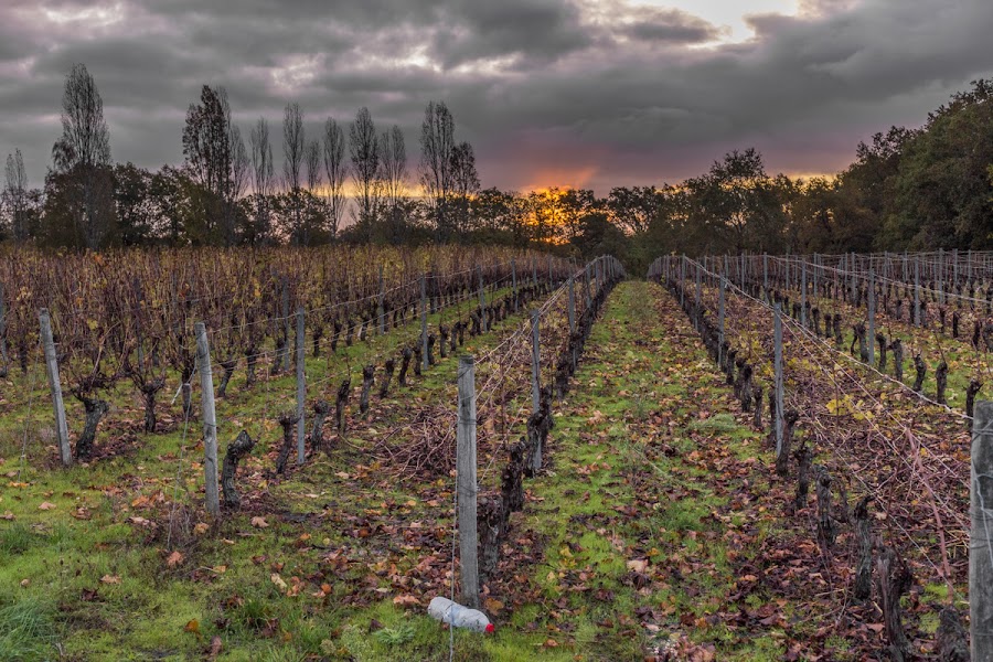 wcs: Whole lotta prunin' going on