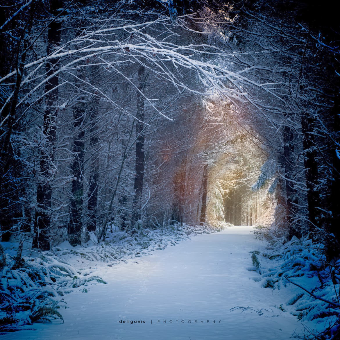 The Magic of Tree Groves