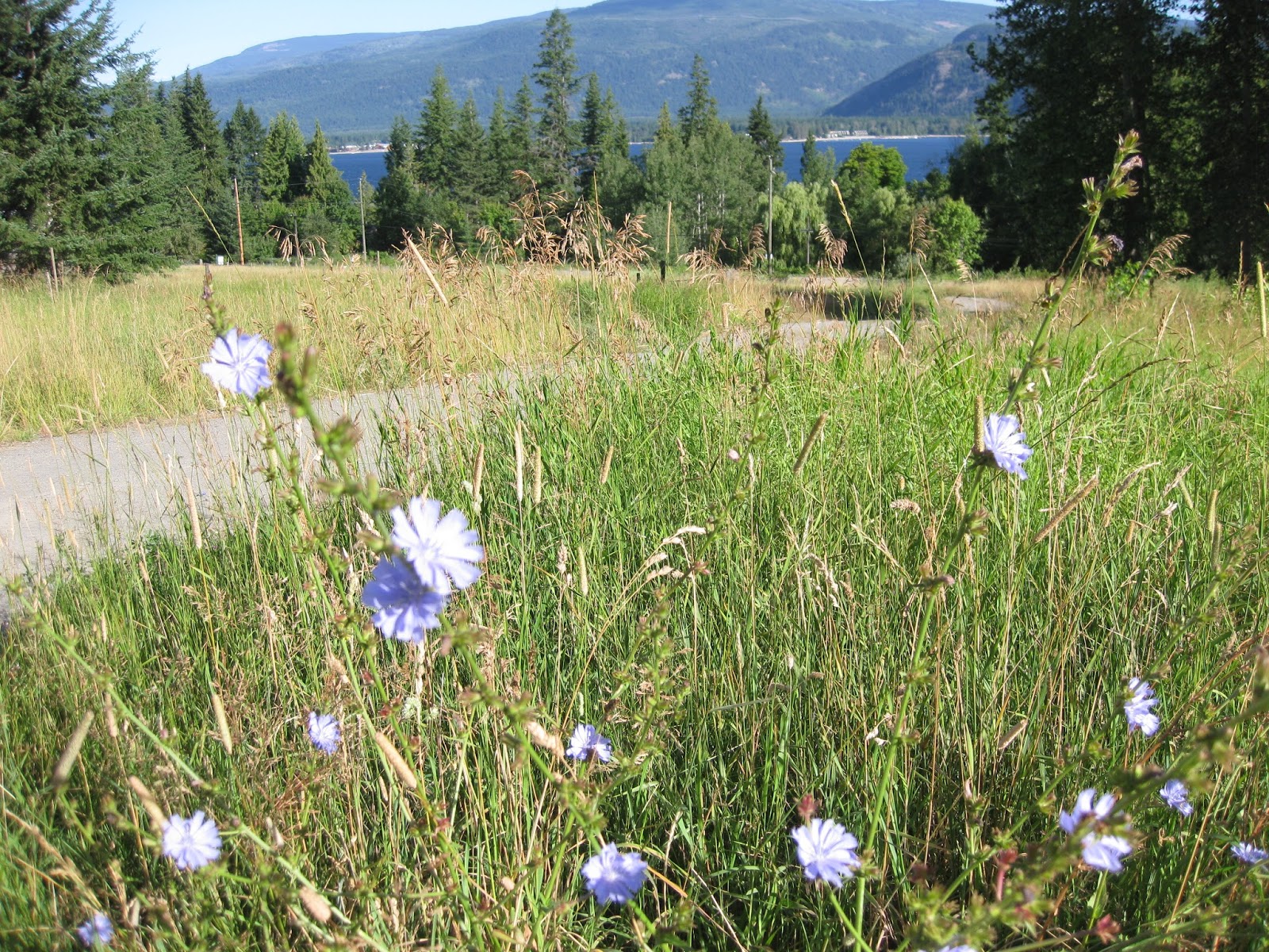 The Bicycle-Gardening Chronicles...: Common roadside chicory vs. Root ...