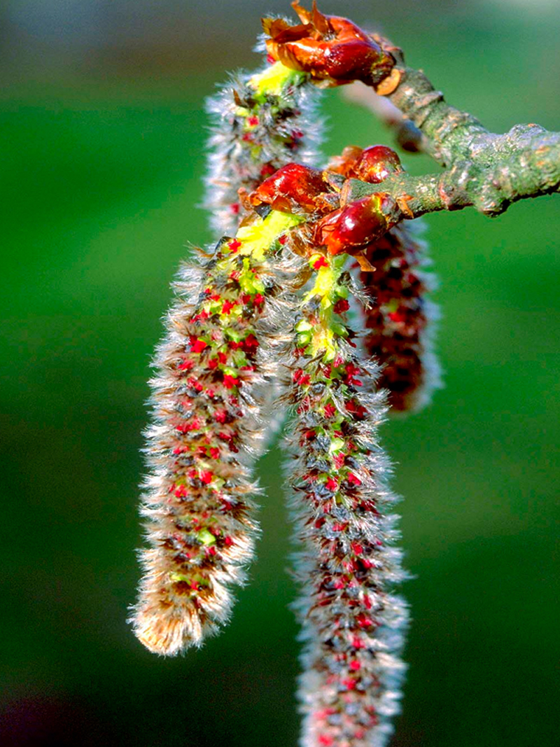Flores de Bach: ASPEN o ÁLAMO TEMBLÓN
