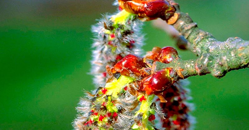 Flores de Bach: ASPEN o ÁLAMO TEMBLÓN