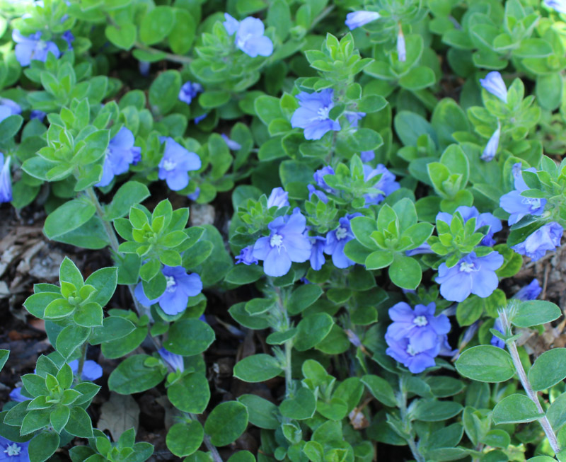 The Gardening Me: Lyndale Park Gardens