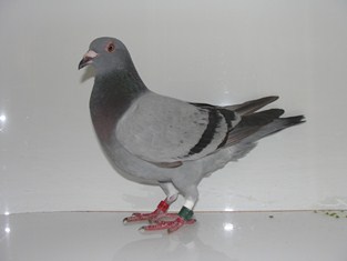 ΤΑΧΥΔΡΟΜΙΚΑ ΠΕΡΙΣΤΕΡΙΑ-RACING PIGEONS: Kitchenbrand Lofts