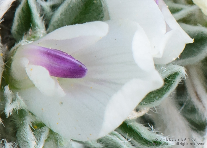 Prairie Wildflowers: Cushion Milk-vetch: Creamy white prairie flowers