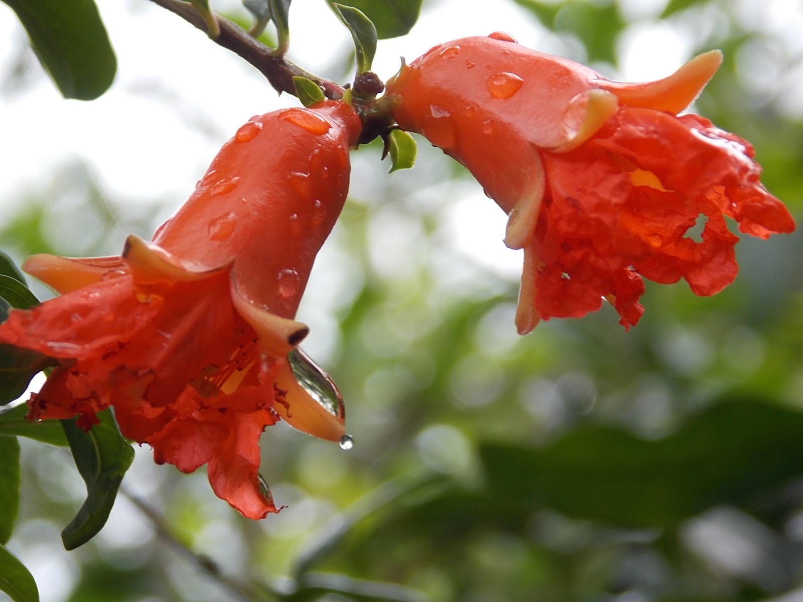 A complicada arte de ver: Flor da Romã