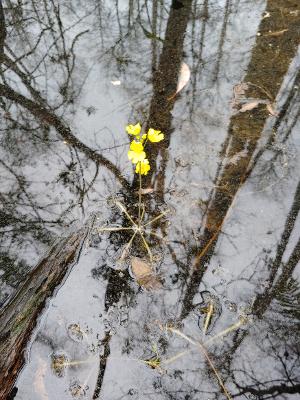 Native Florida Wildflowers: Floating Bladderwort - Utricularia inflata