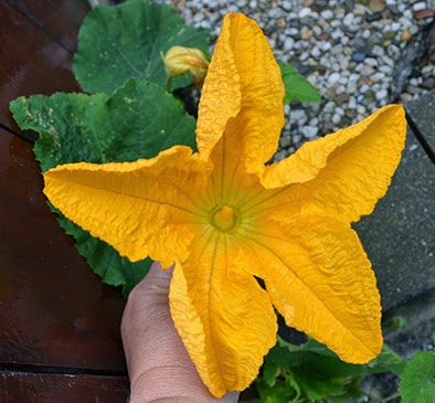 freubel-Gonda: Kalebas en randjes juli