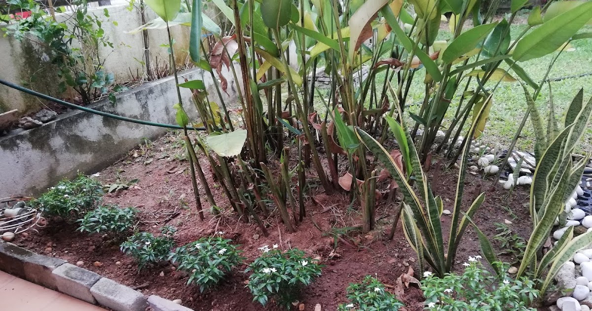 Meniti usia: Pepohon di halaman rinduku.