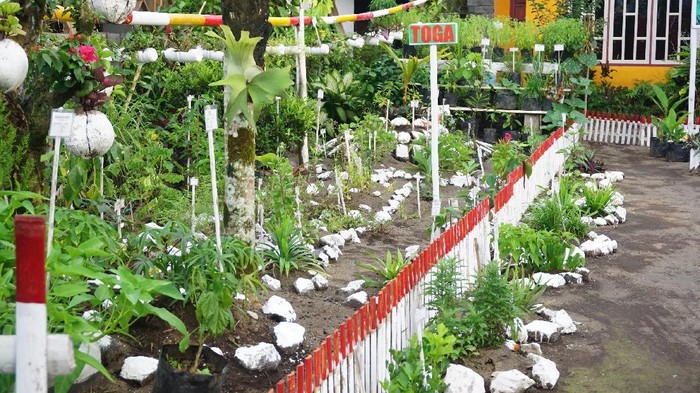 Pengembangan Tanaman Obat Keluarga (TOGA) - Agribisnis Agrokompleks