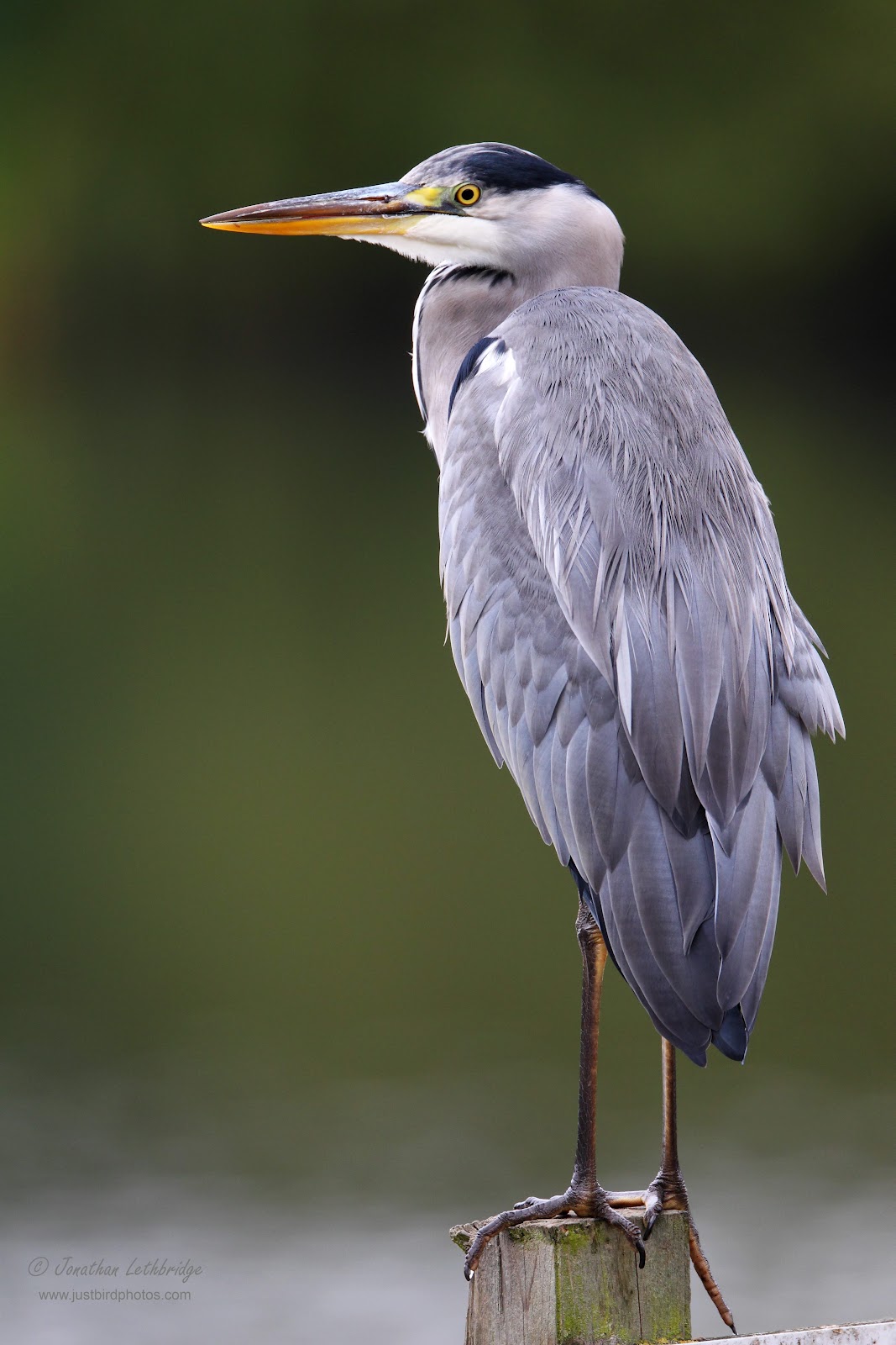 Wanstead Birder: Wanstead's most attractive Woodpigeon