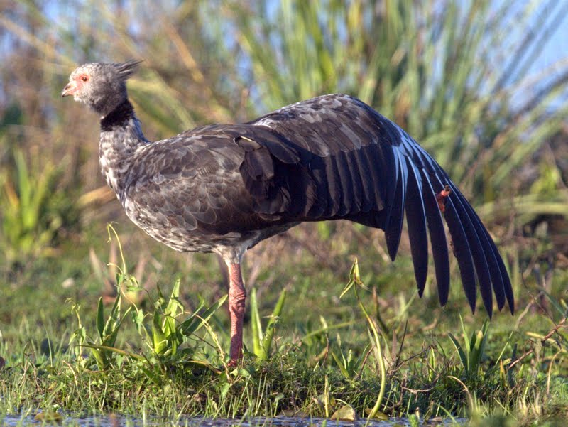 Southern Screamer | The Life of Animals