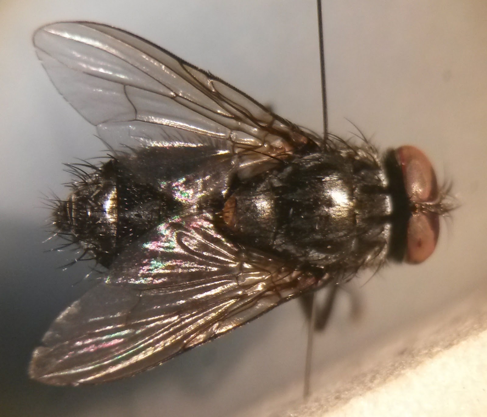 Flies of Fife: Muscidae