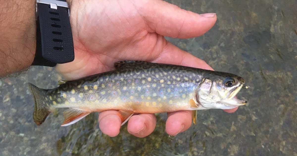 Fishing: Fly Fishing on the Big Spring