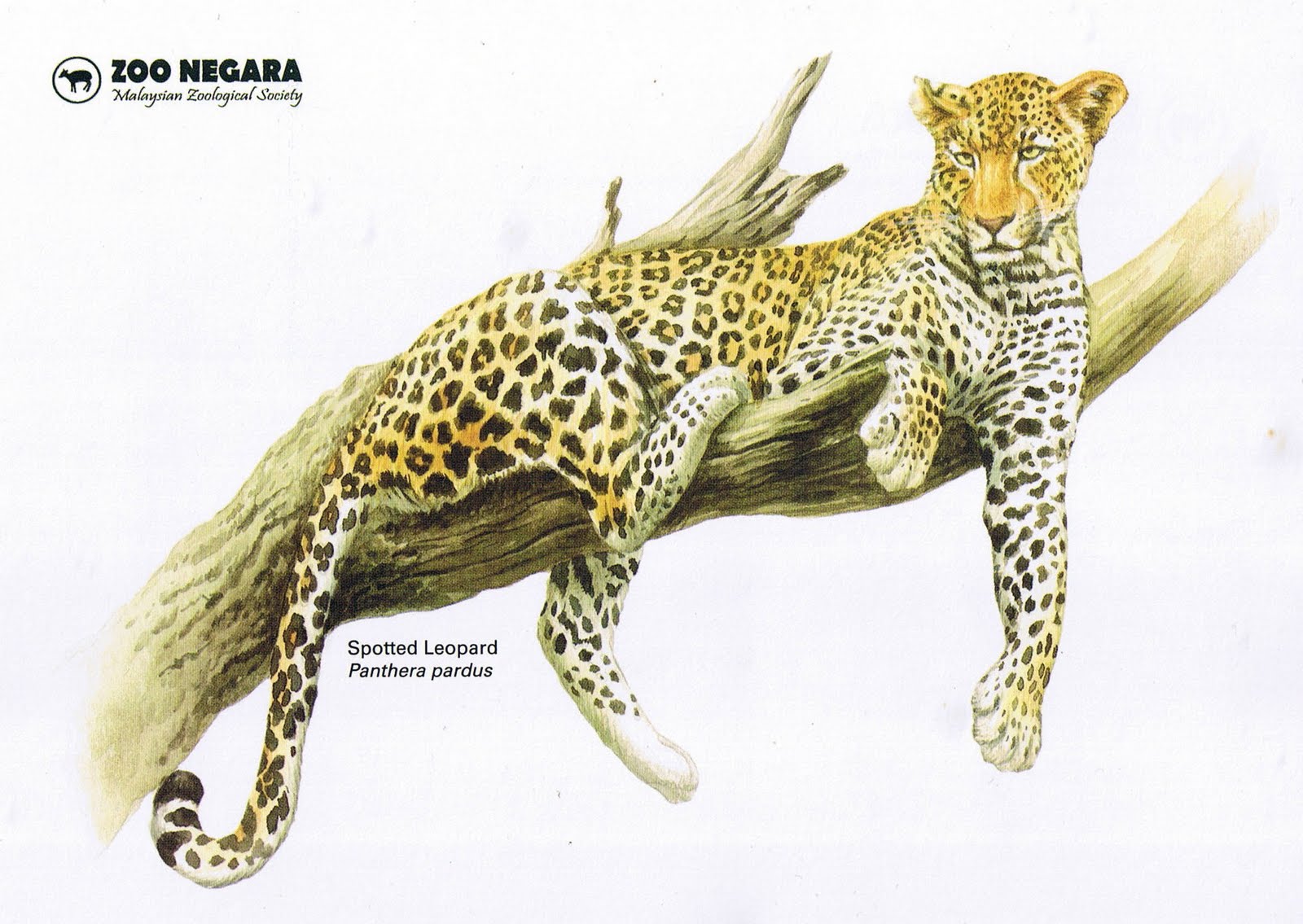 Postcard Series - Zoo Negara, Malaysian Zoological Society ...