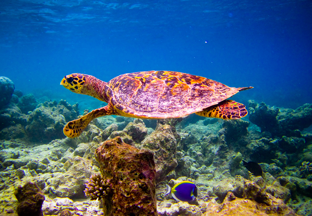 The Cuddlywumps Cat Chronicles: Words with Webster: Tortoiseshell, Plus ...