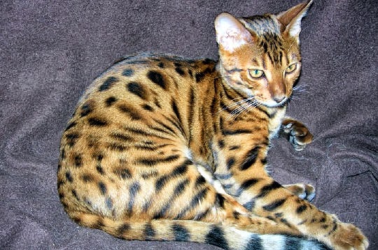 sam: le chat-léopard