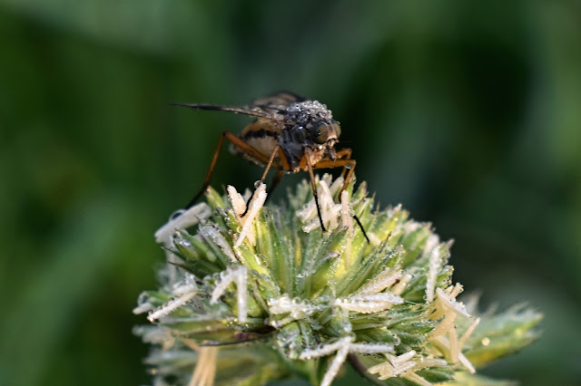 PŘÍRODA: Mouchy, brouci, tiplice