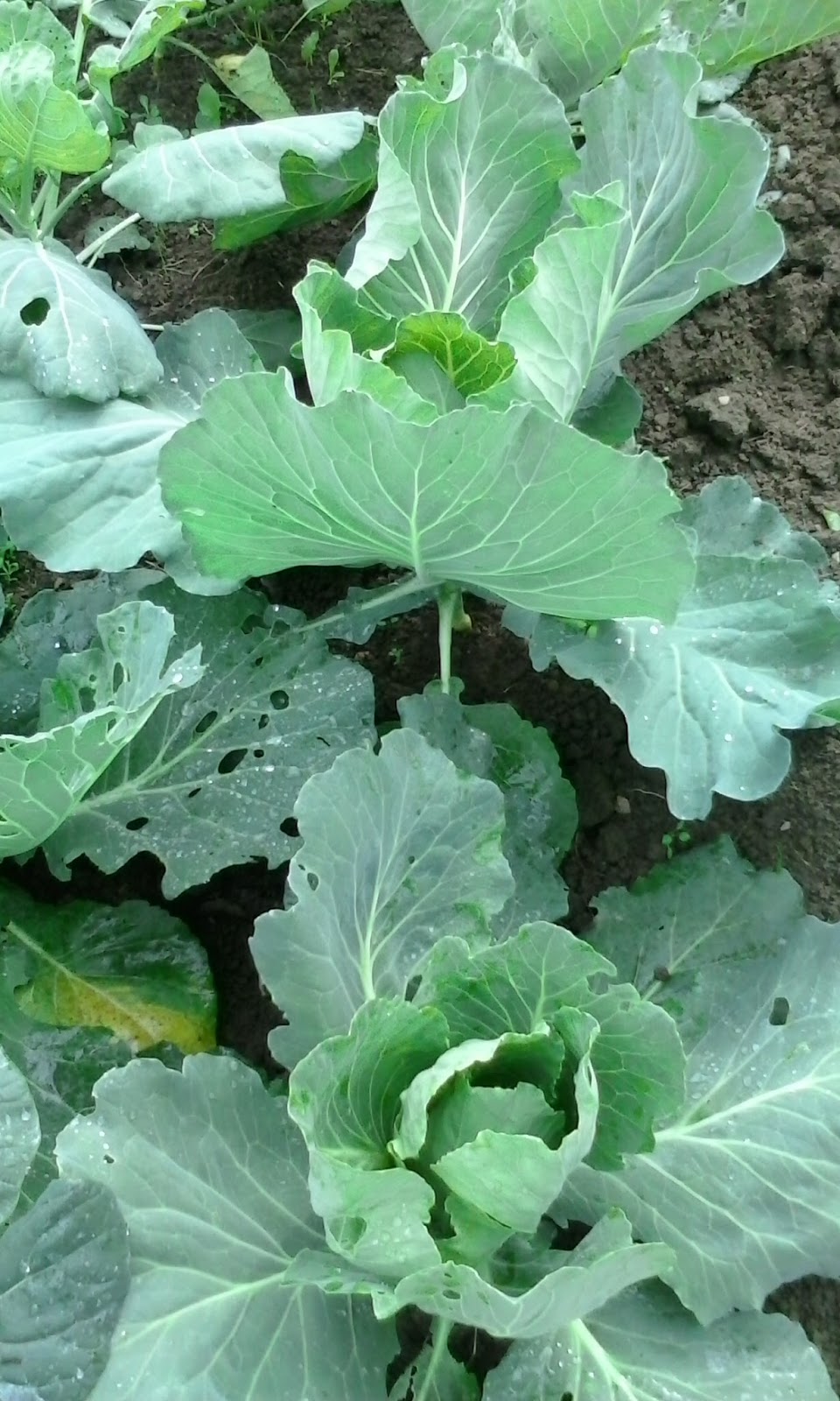 El huerto todo el año: REPOLLO