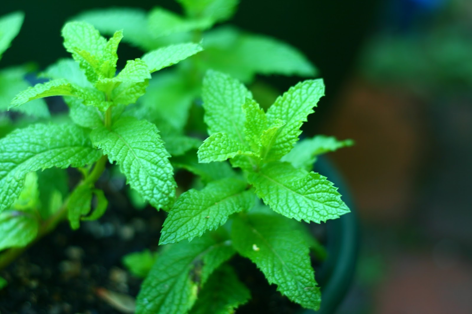 Belajar Berkebun Sungguh Menyenangkan: Budidaya Mint