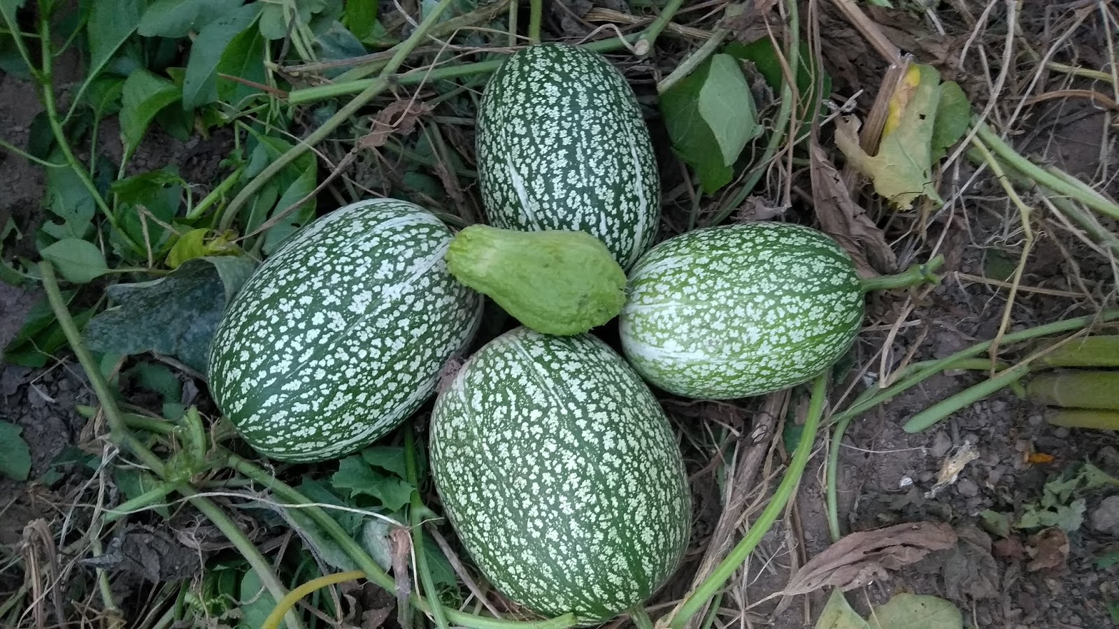 Terra e Sementes: Chilas