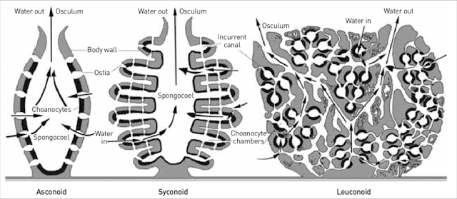 CANAL SYSTEM IN Porifera