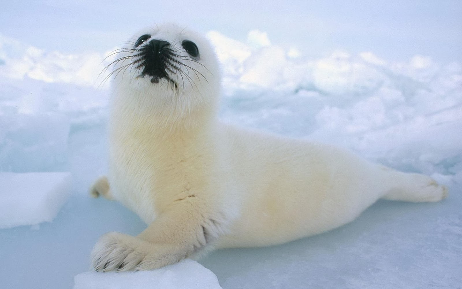 Seal Wallpapers - 3D HD Wallpapers