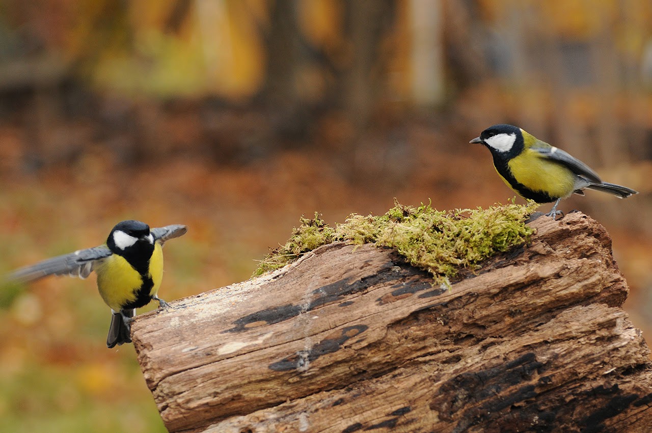 Udstuen Naturbilder: Småfugler