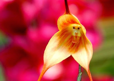 Dracula Simia, Bunga Anggrek Berwajah Monyet | Unik-News