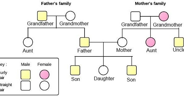 jenis rambut variasi selanjar - SavannataroSaunders