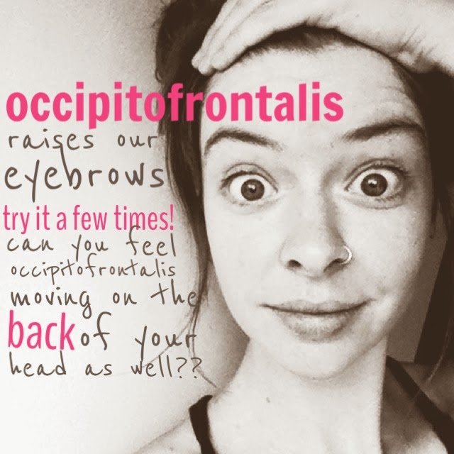 The Hip Joint: Occipitofrontalis Muscle