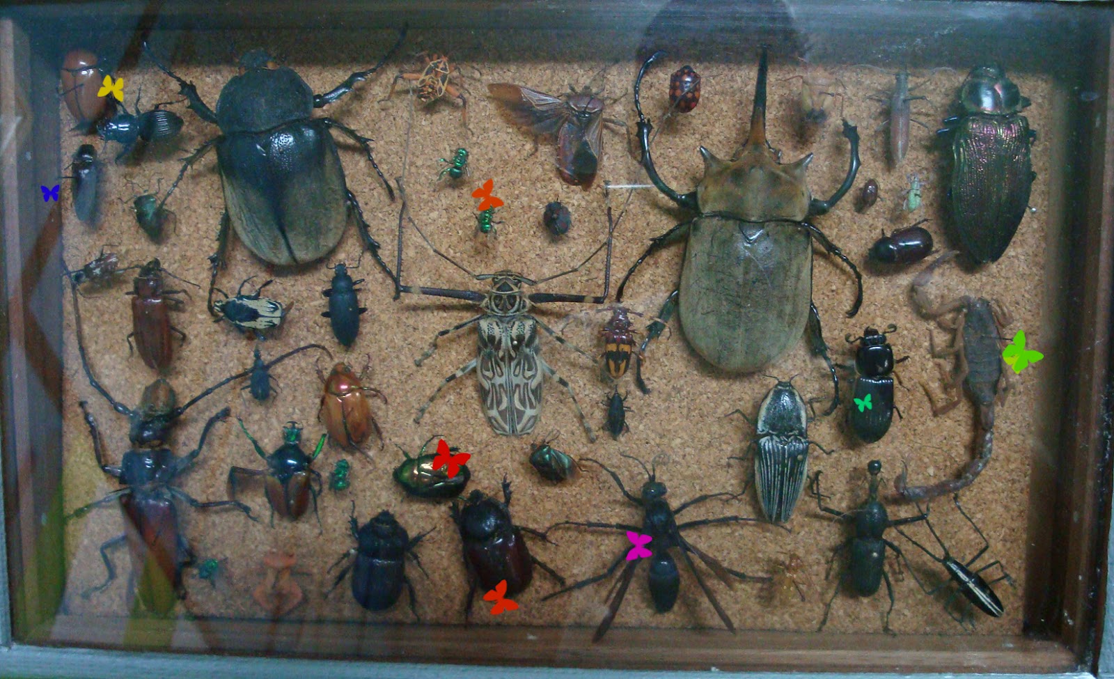 Pioneer Bookworm, life in Belize: a visit to the museum of belize