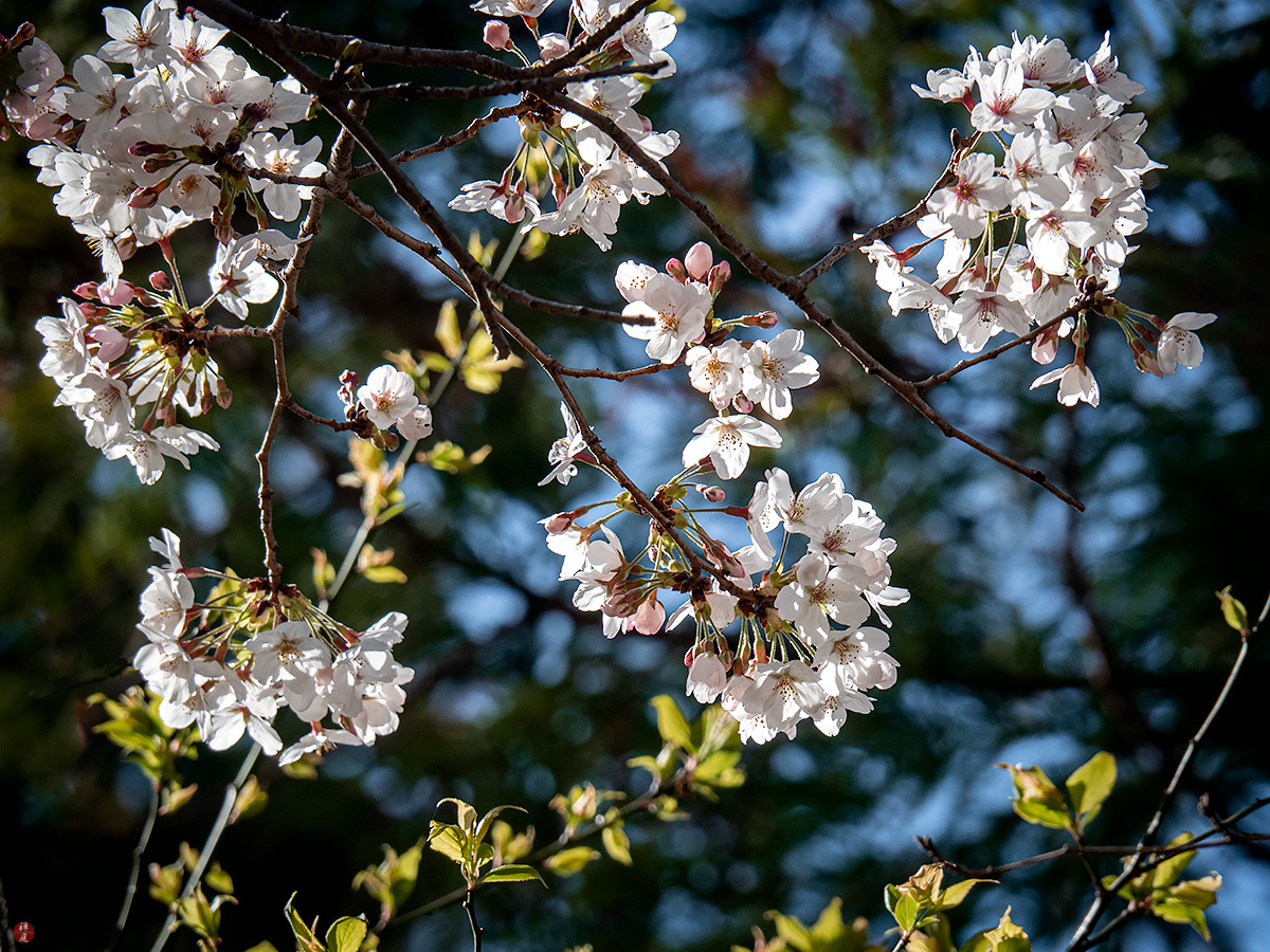 FROM THE GARDEN OF ZEN: Sakura (Prunus × yedoensis) flowers: Engaku-ji