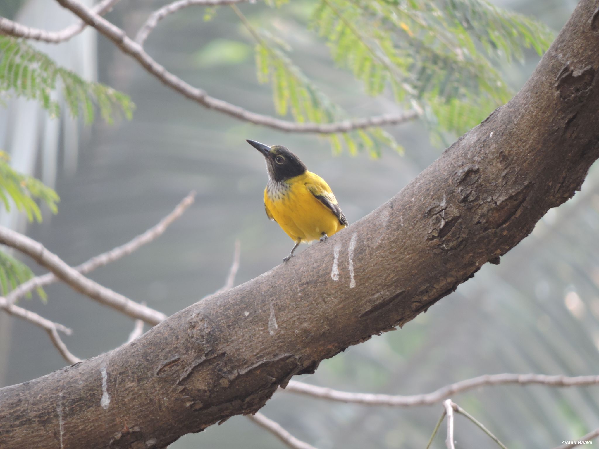 Nature watch: 2009-08-17-Out of the window