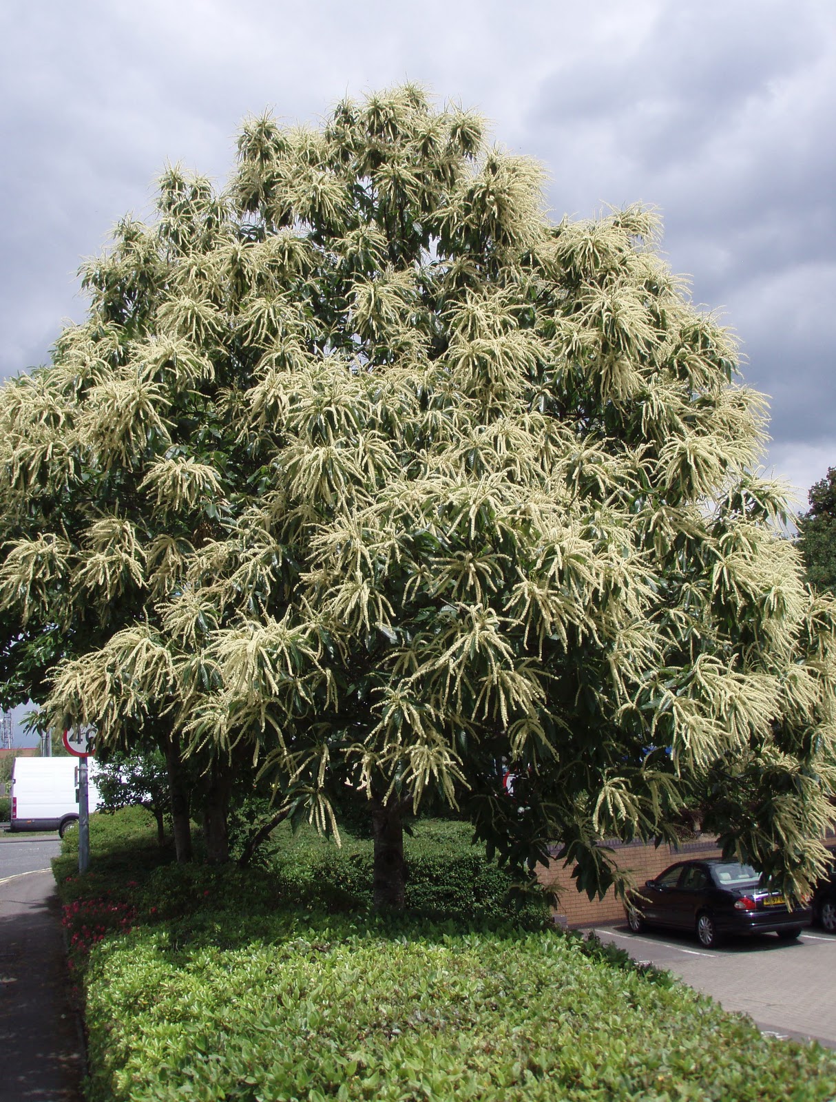 The Urbane Forager: Chestnutcases