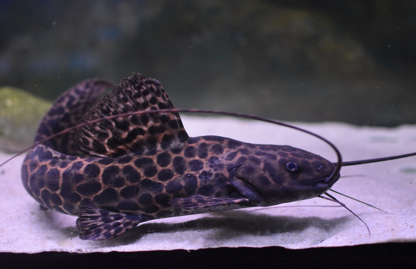 ZOOTOGRAFIANDO (6.100 ANIMALS): ACHARA COMÚN O YAQUE / COMMON ACHARA ...