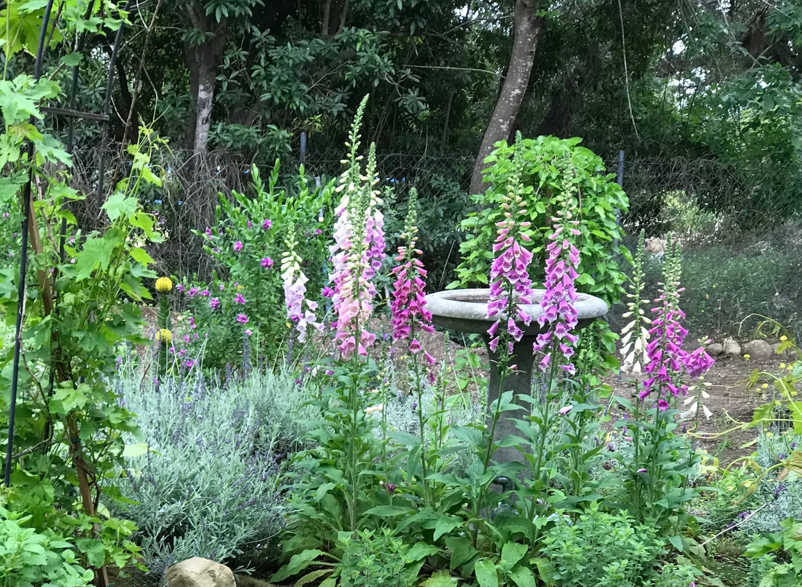 On Discovering A Garden: Gopher Resistant Plants