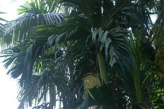 Images of Sri Lanka on blogspot.com: 'Gaduguda' and 'Arecanut ...