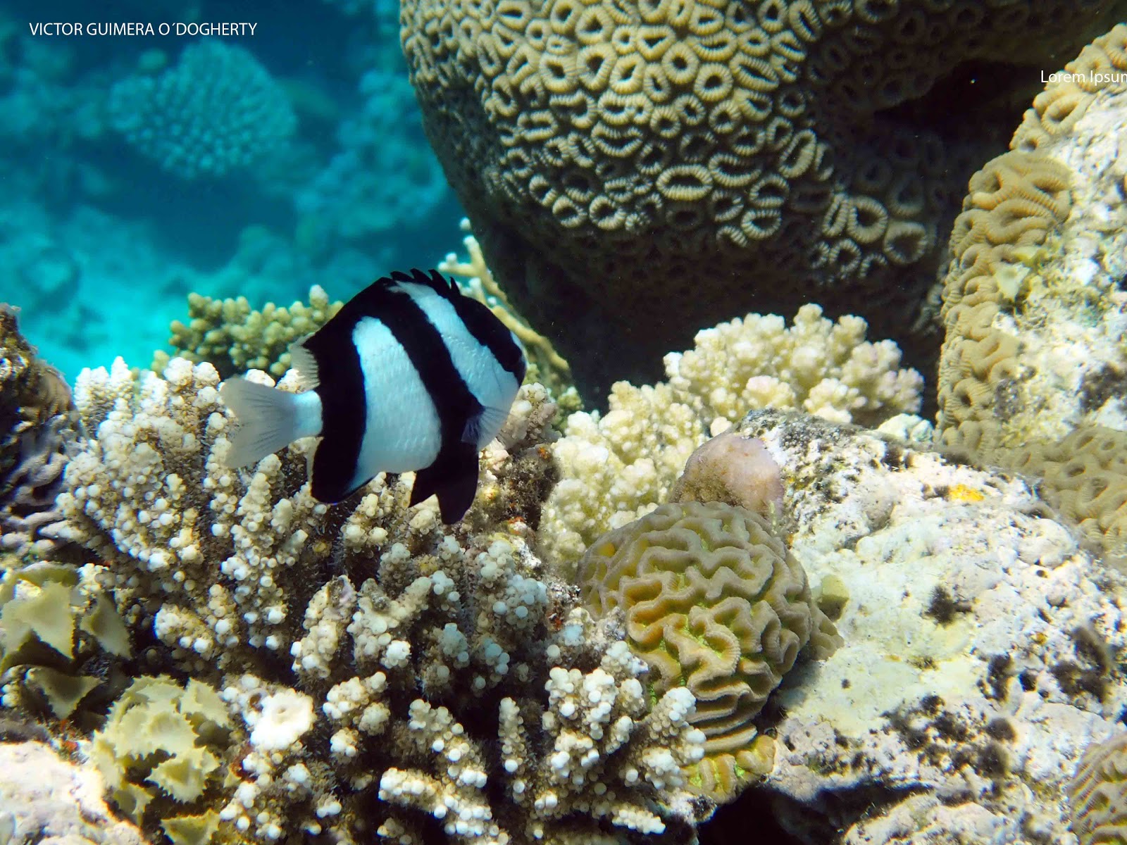 Mis imágenes de aves: DAMISELAS