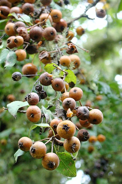 Всё о бегониях и не только...: Груша сердцевидная / "Плимутская груша ...