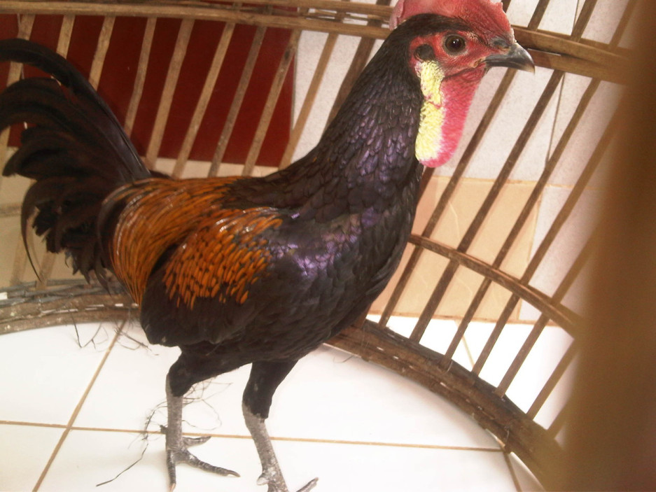 Bisnis budidaya / ternak ayam hutan / alas bekisar | Pakan Burung Joss