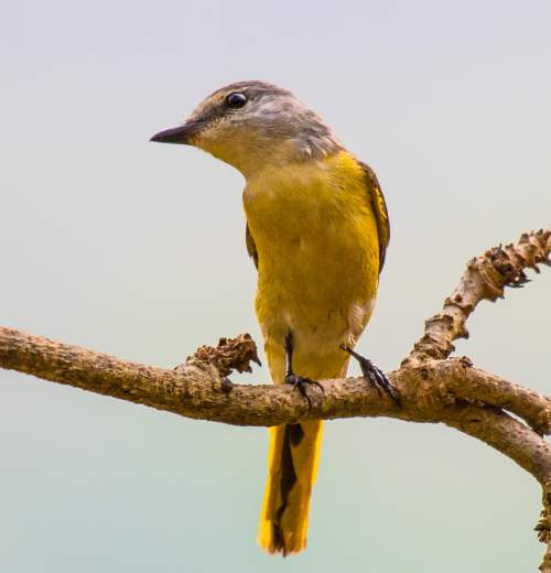 Rosy minivet images | Birds of India | Bird World
