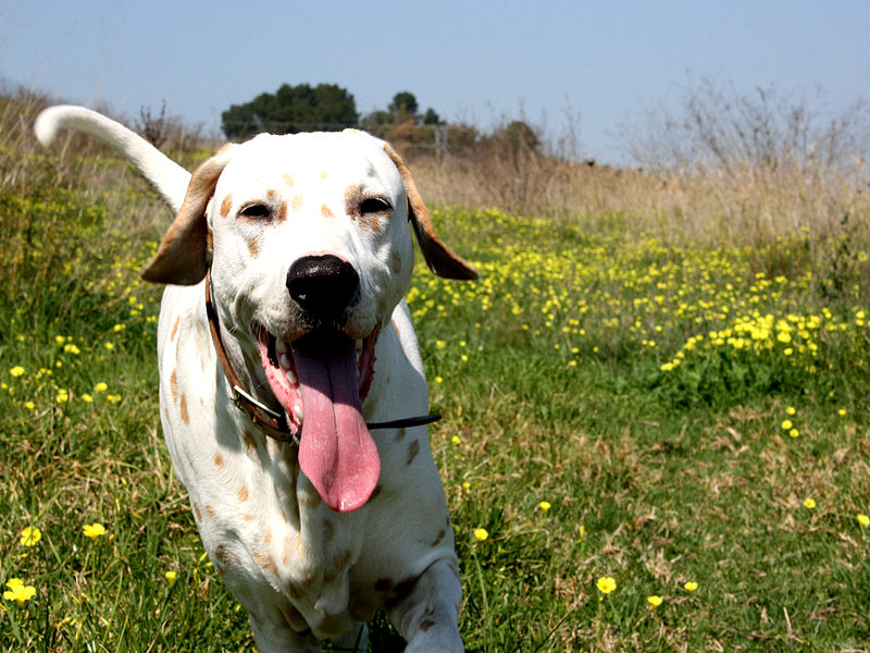 Musings of a Biologist and Dog Lover: Mismark Case Study: Dalmatian