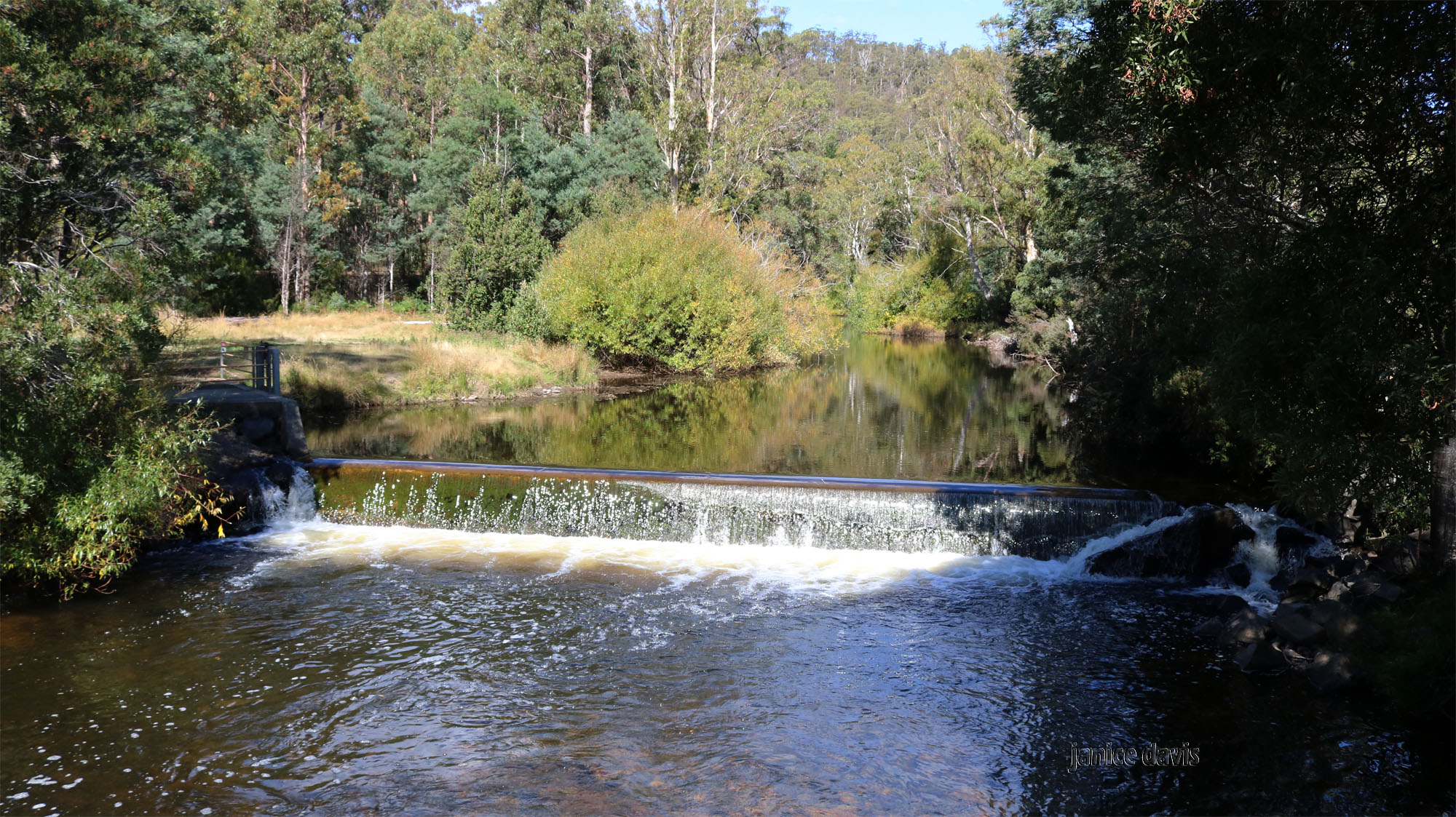 thoughts & happenings: A few flowers.