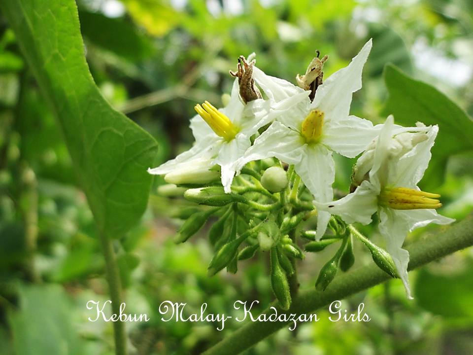 13+ Gambar Bunga Terung Pipit - Gambar Bunga Indah