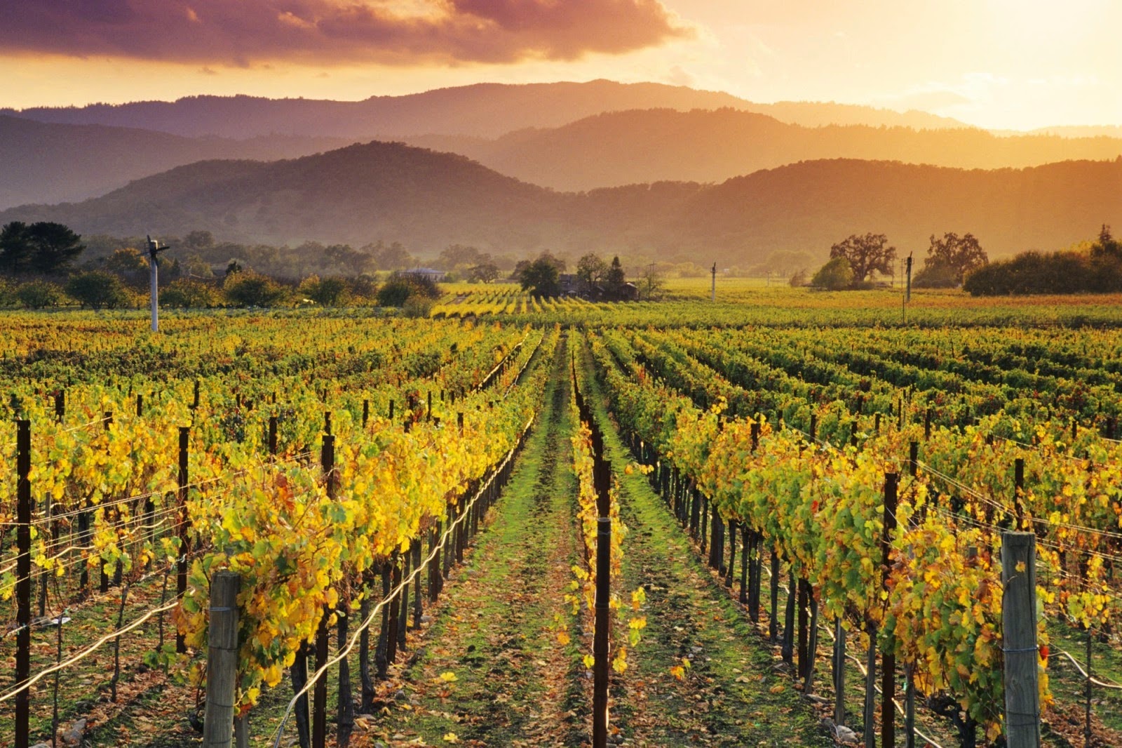ETATS UNIS: CALIFORNIE - (17) NAPA VALLEY