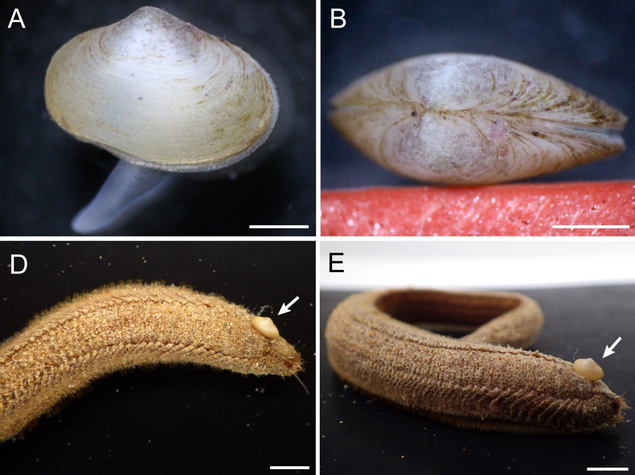 Species New to Science: [Mollusca • 2019] Worm-riding Clam: Montacutona ...