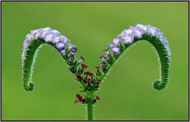 Alat Kelamin Bunga ~ Kenali Alam