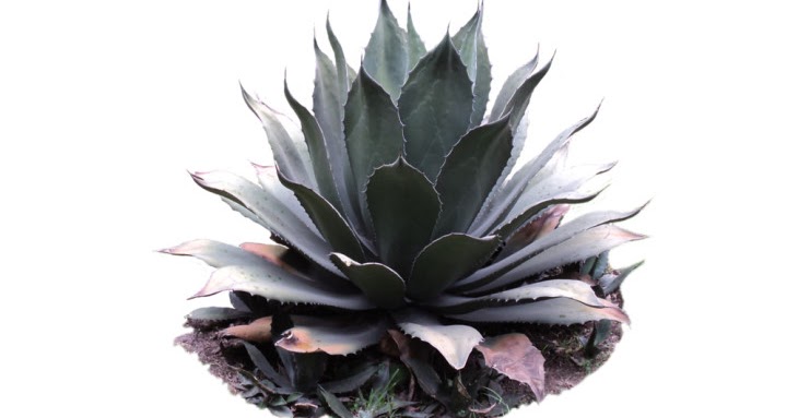 THE VIEW FROM FEZ: THE TRUTH ABOUT MOROCCAN SABRA