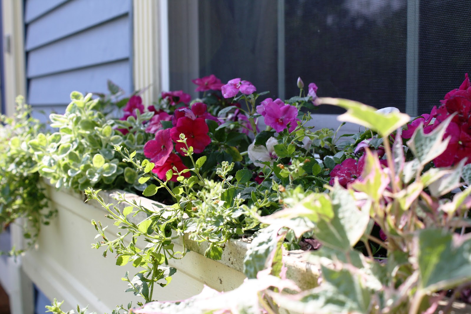 Tomato Thymes in the Kitchen and Garden: Easy Flower Boxes