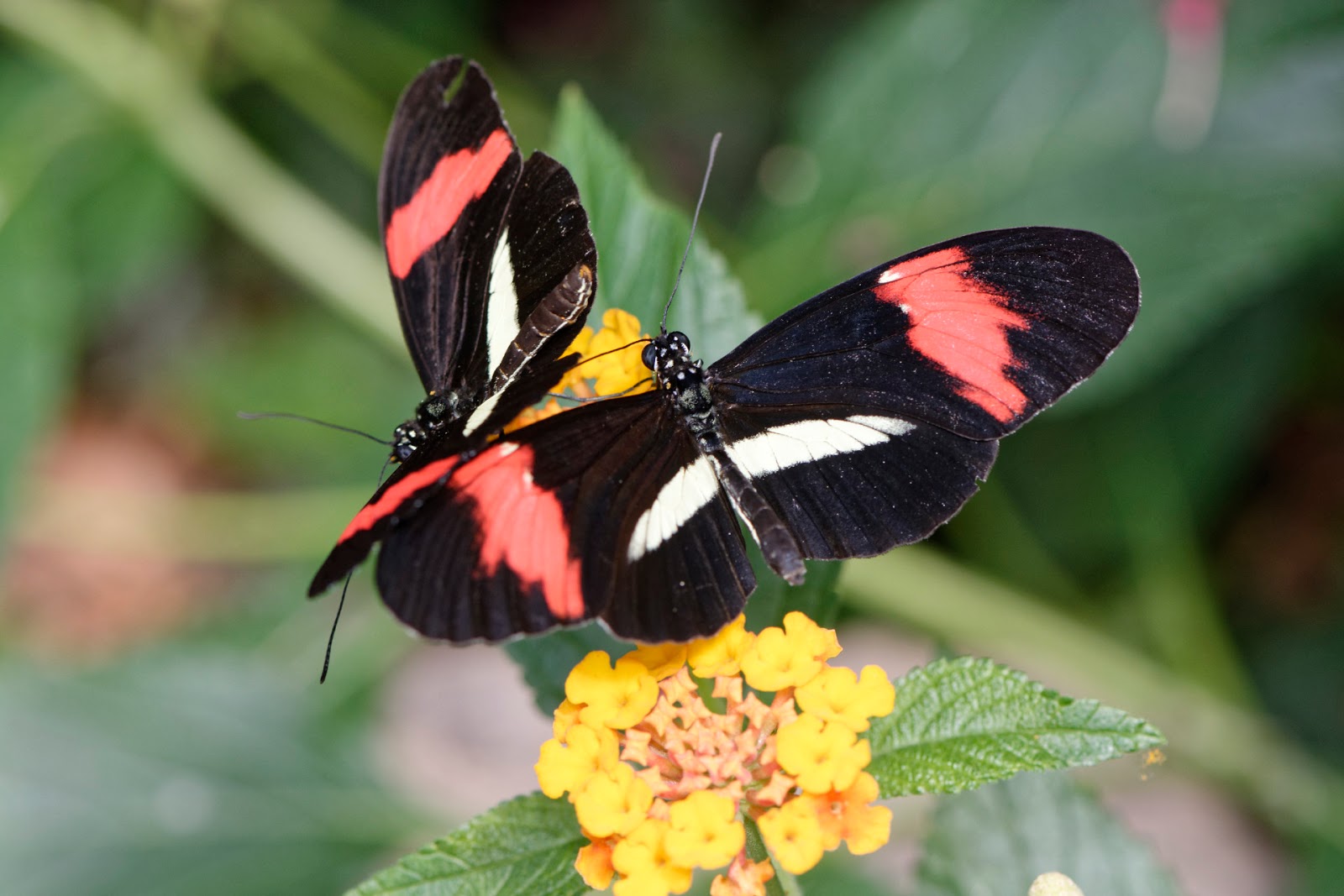 Macrophoto plaisir passion
